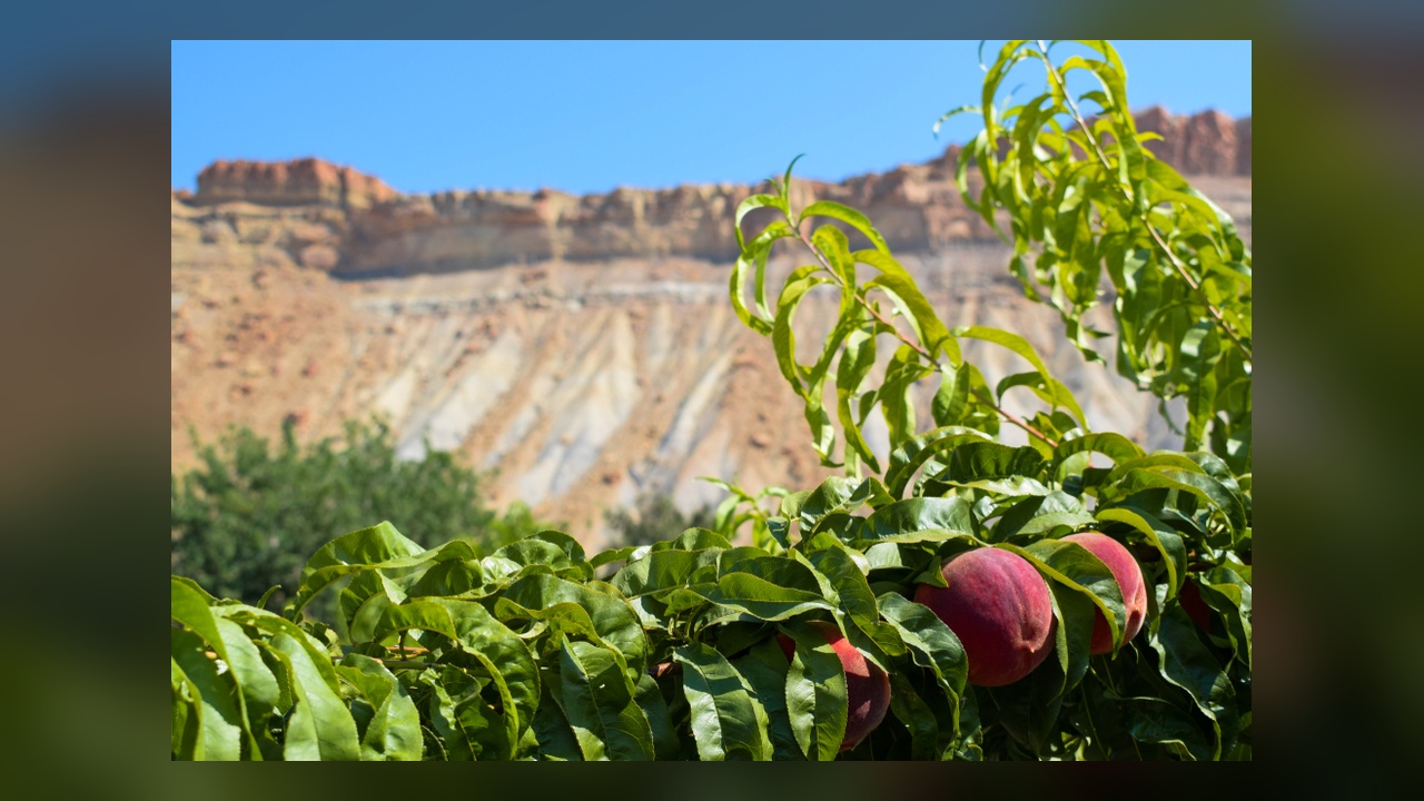Orchards, lavender fields, wild horses, and red rock all in one tiny ...