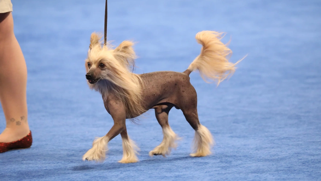 16 unique and unforgettable dog breeds