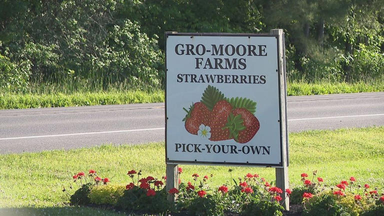 Pick-your-own strawberry season returns to Gro-Moore Farms in Rush