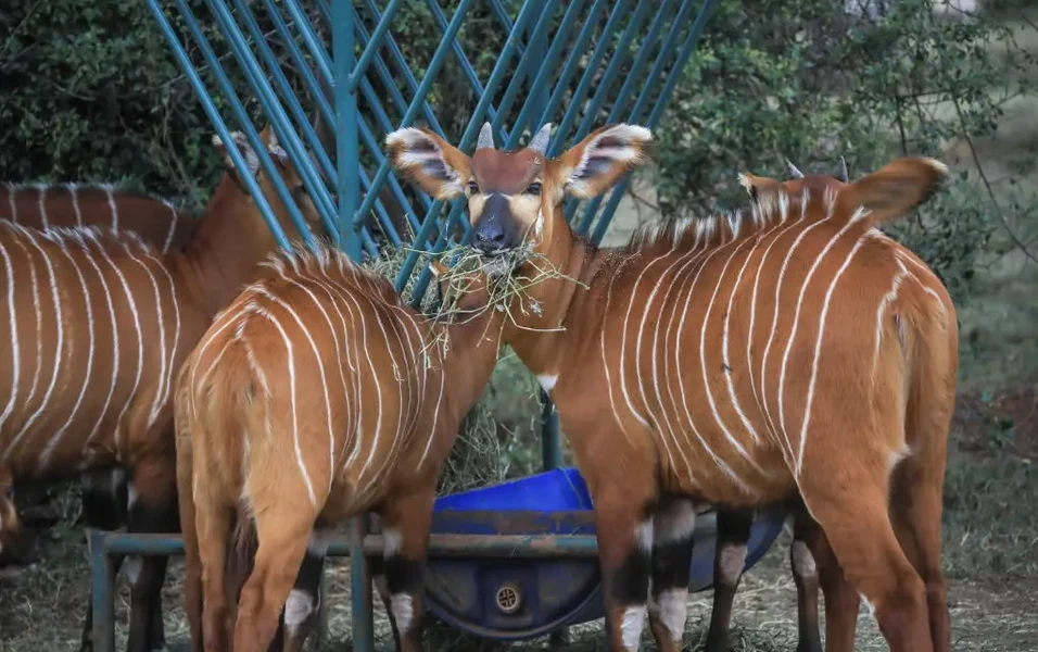 Rare mountain bongos spotted in Kenya forest after 5 years