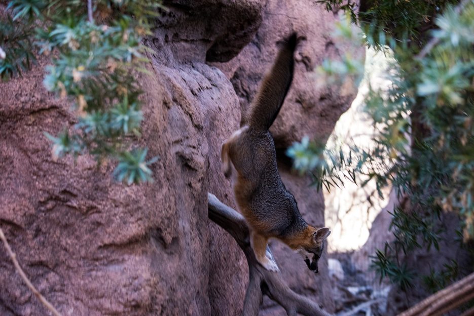 "It moves like a cat, climbs like a primate and is usually found high ...