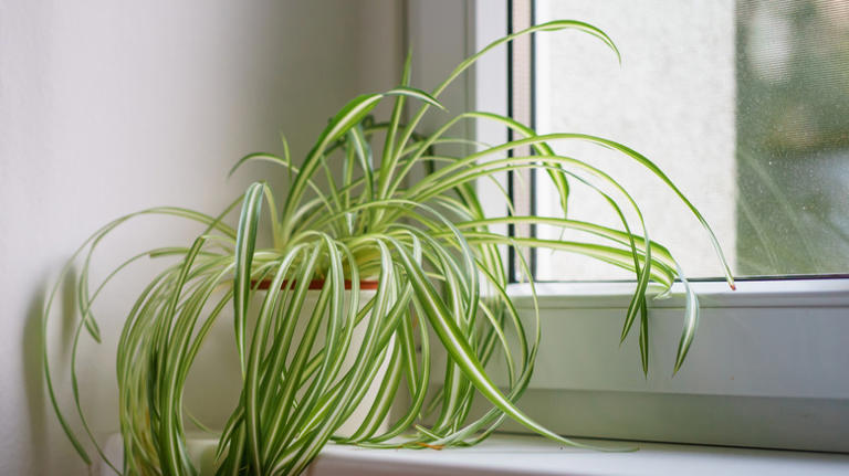 The Simple June Care Task That Boosts Spider Plant Health & Creates A ...
