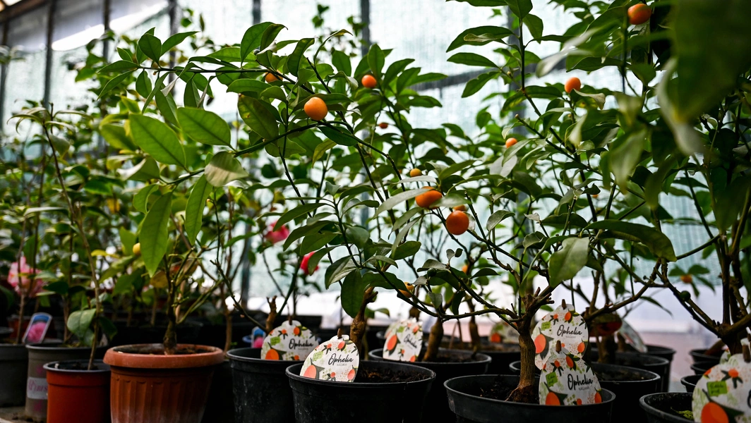 18 indoor fruit trees for home growing