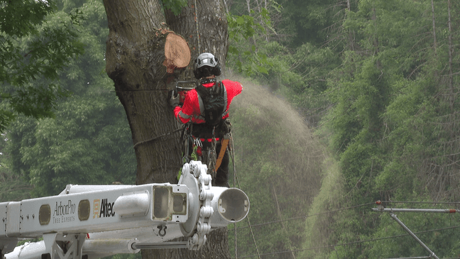 Tree falls on MAX tracks hours after TriMet arborist warns of storm hazards