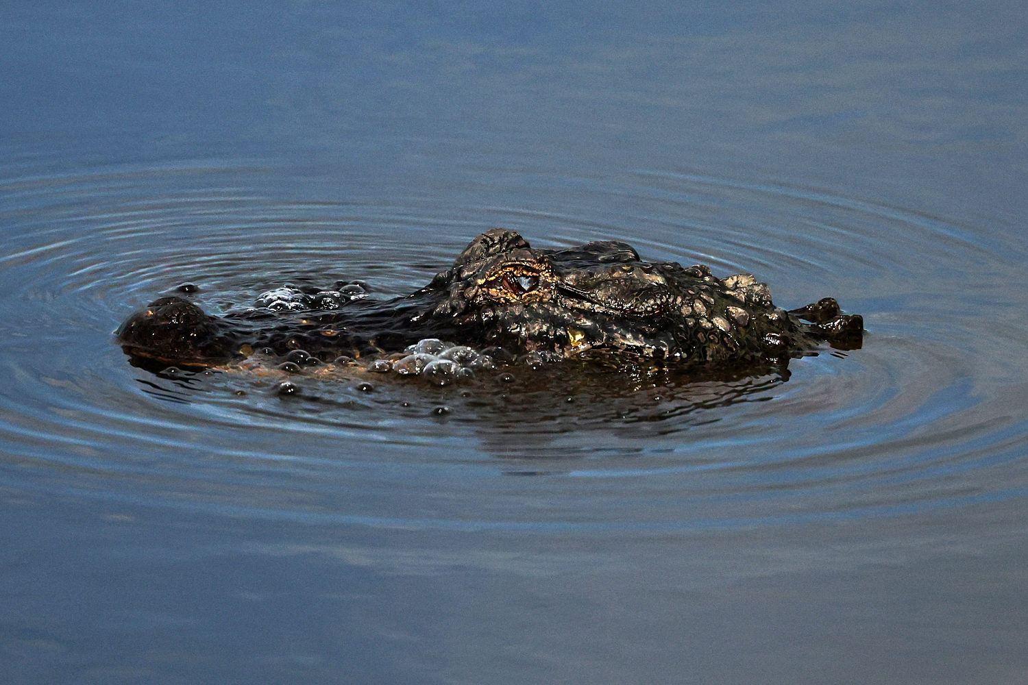 Man fleeing police attacked by alligator before continuing his getaway ...