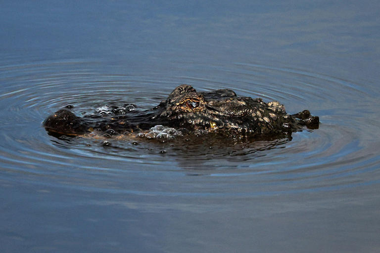 Man fleeing police attacked by alligator before continuing his getaway ...