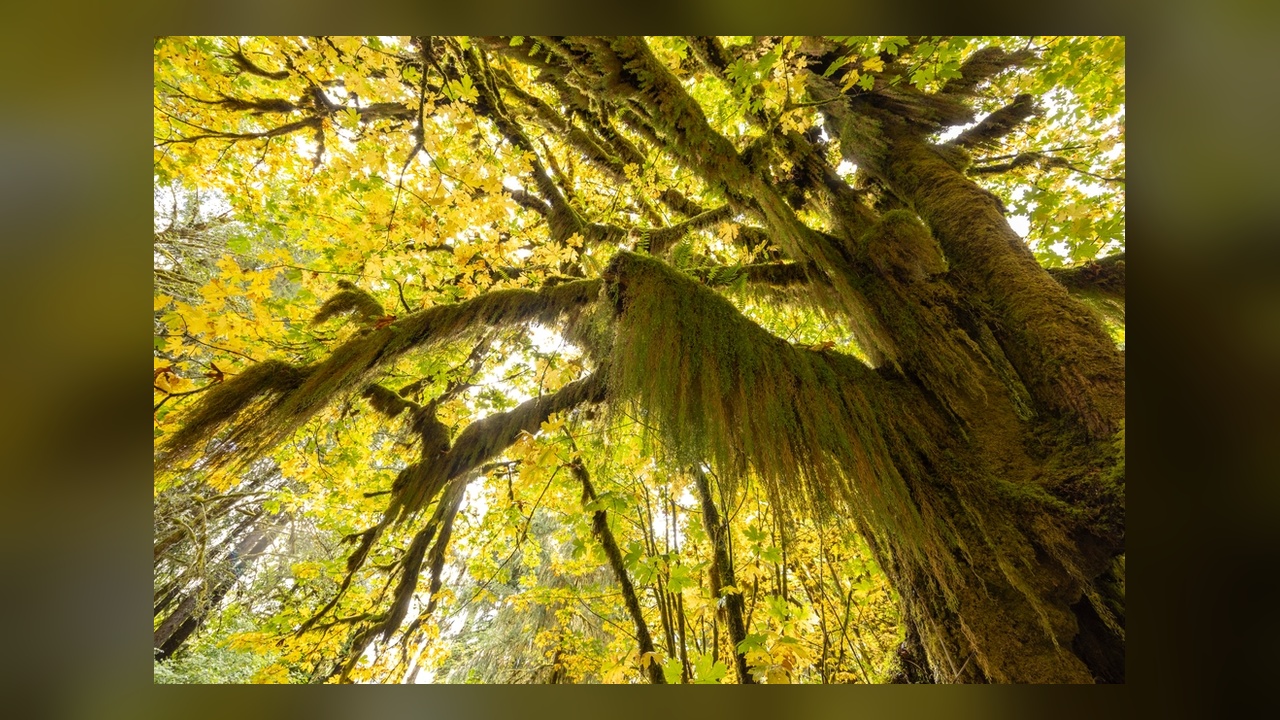 Ancient trees, living moss, and total silence: Washington’s Hoh Rain ...