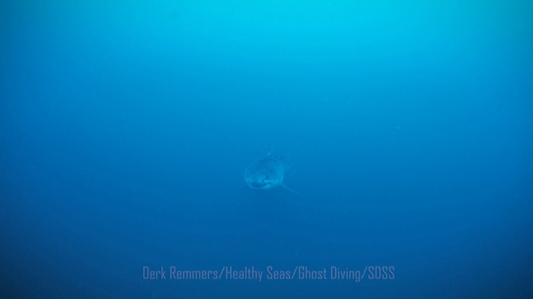 You're more likely to win the lotto: Divers' astonishing shark encounter