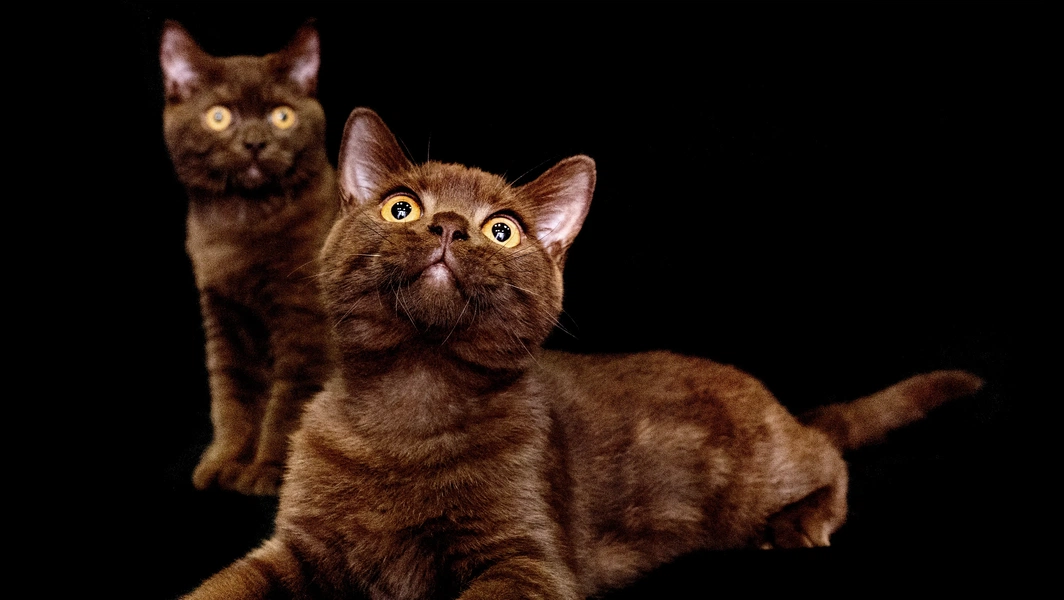 How play shapes kitten development