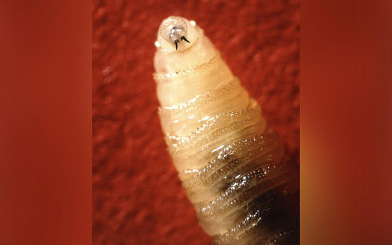 USDA Sec. Rollins, Gov. Abbott give update on flesh-eating pest spotted ...