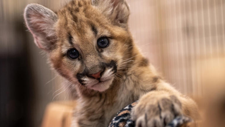 Central Florida Zoo: New summer hours, cougars cubs and animal encounters