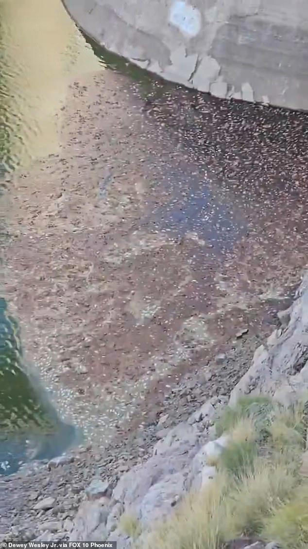 Popular Arizona lake forced to close after every fish living in its ...