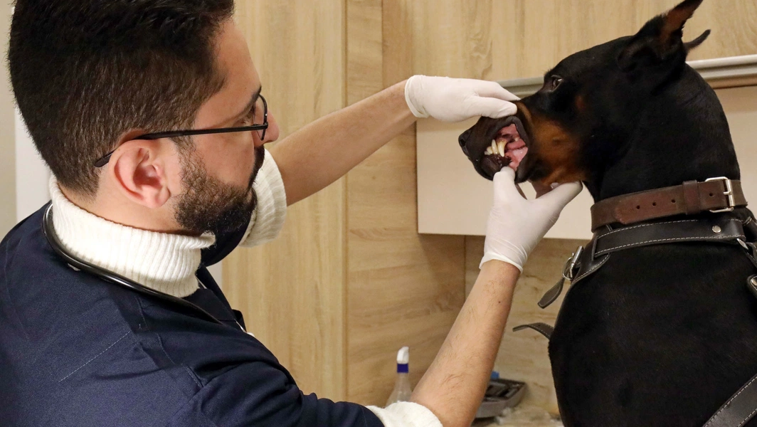 What dog breath reveals about health