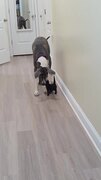 Great Dane follows tiny kitten around house