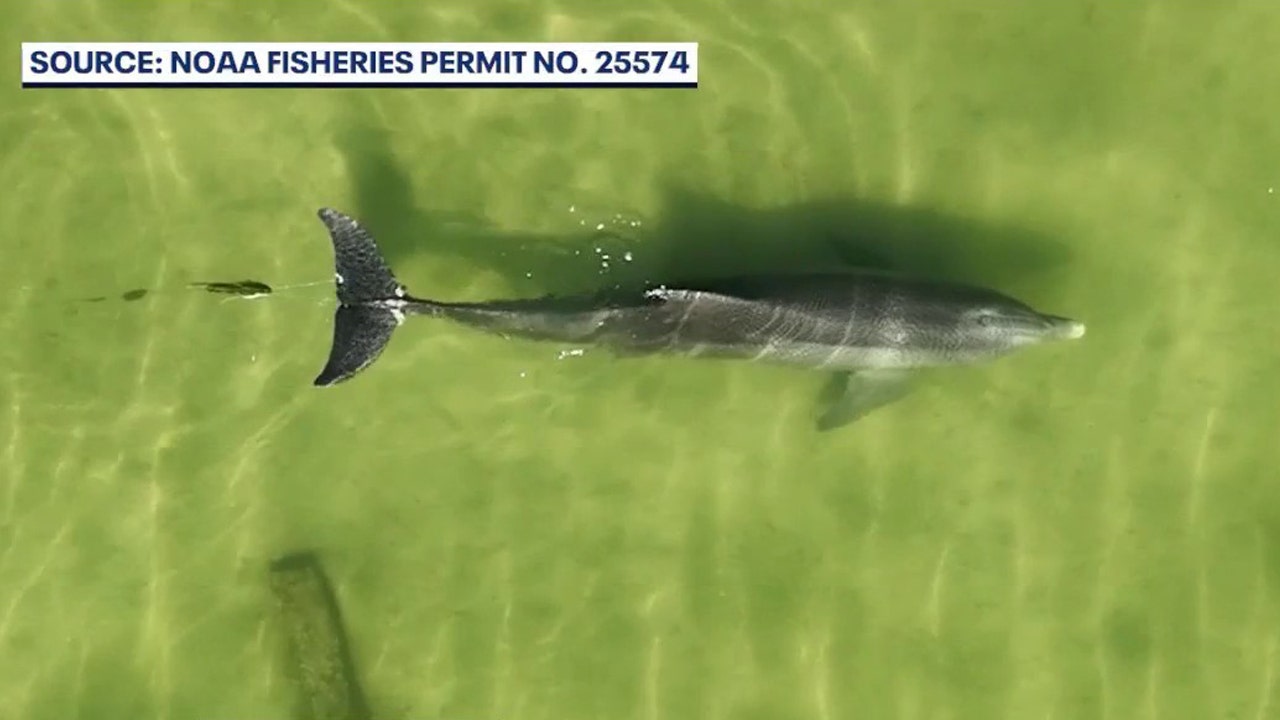 Wildlife scientists concerned with skyrocketing dolphin, fishing line ...