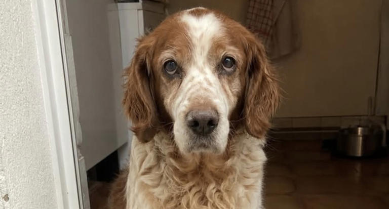 Anziana trasferita in RSA, il cane Charrette la aspetta per sei giorni ...