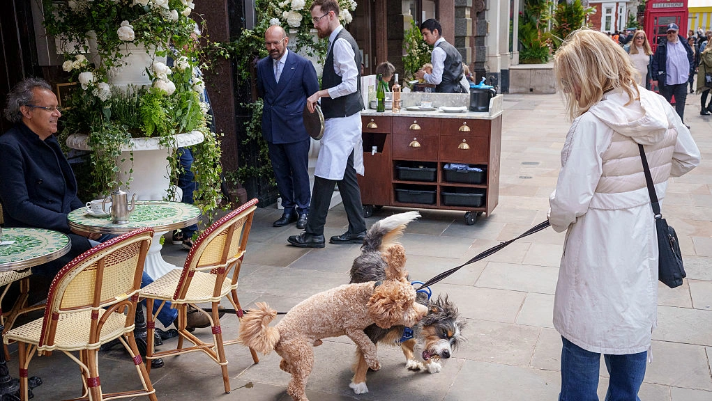 Three viral pet clips show charm, comedy and connection