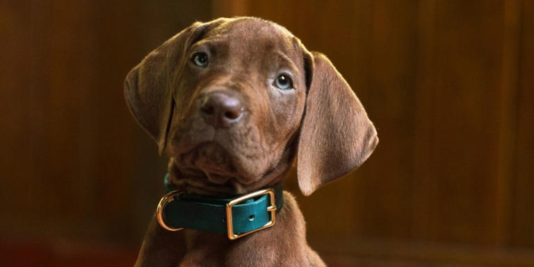 Netflix’s Scooby-Doo reboot officially abandons a 24-year tradition ...