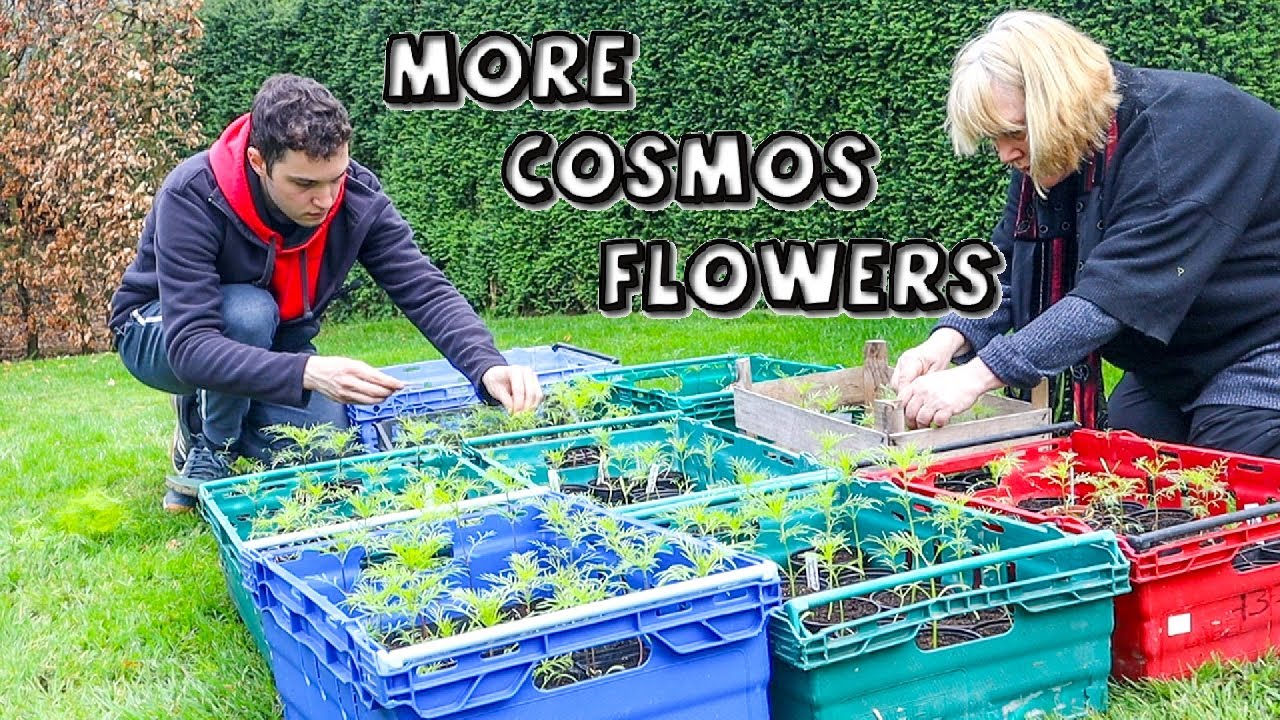 Cosmos the easy annual that rewards you with masses of flowers