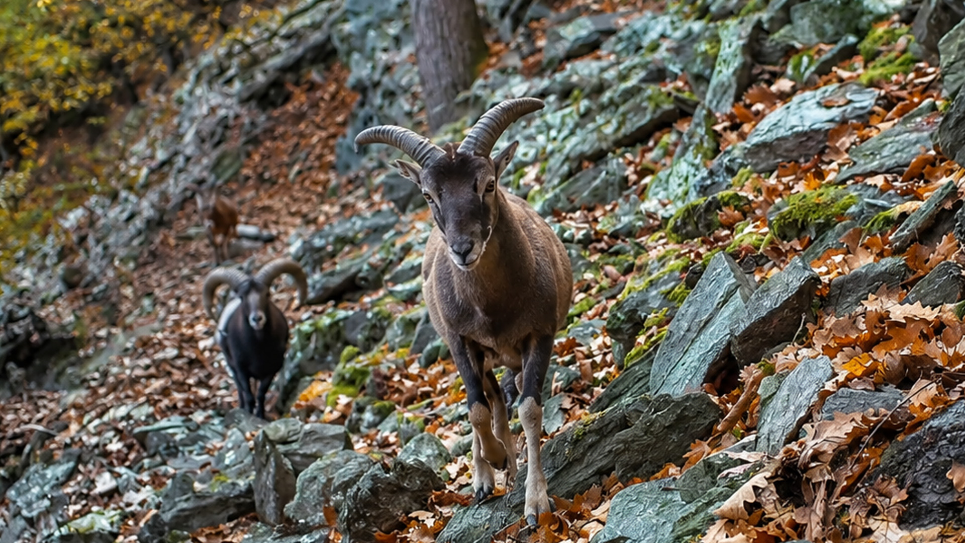 A hidden camera captured wild goats climbing a rocky forest slope