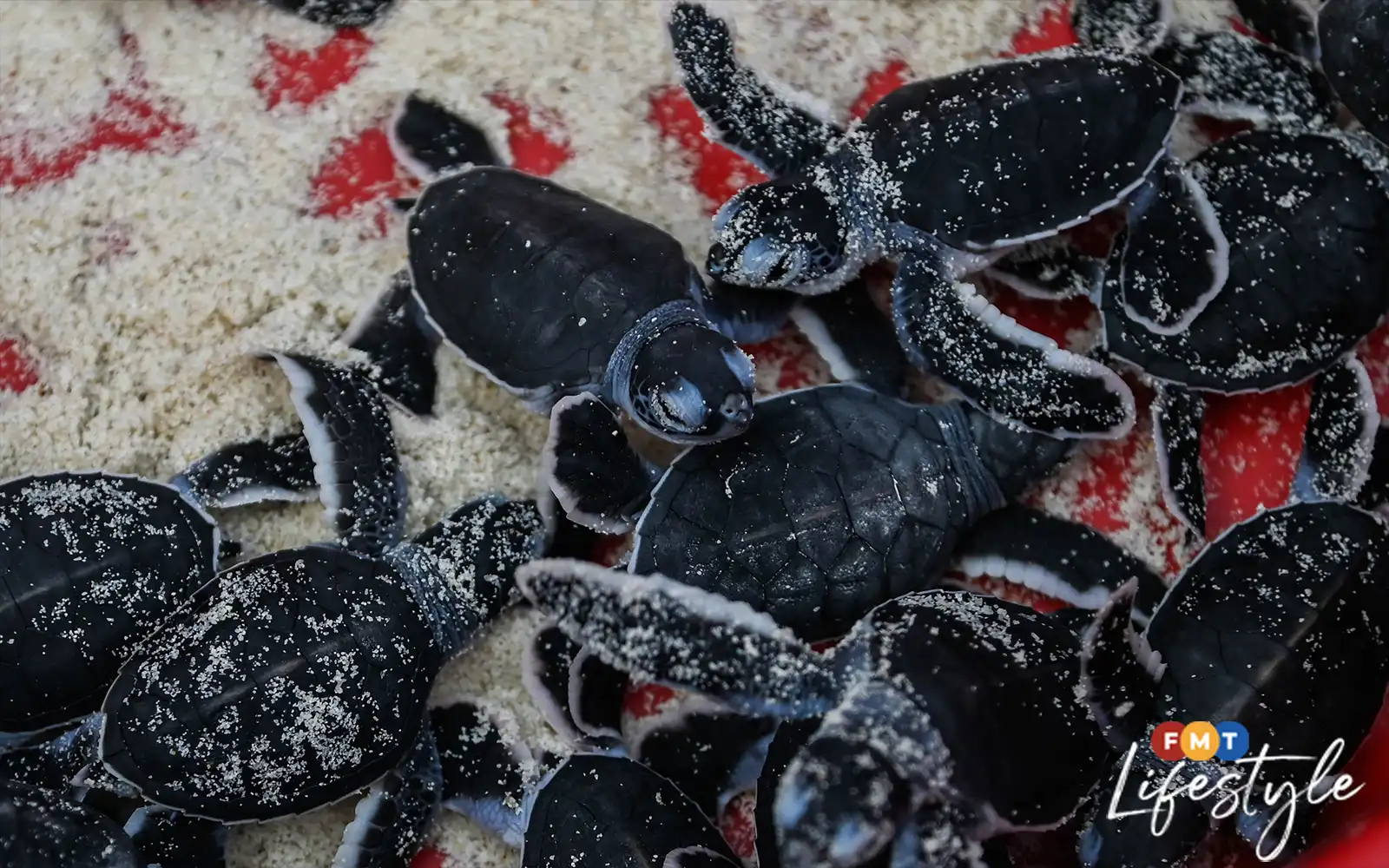 More than 757,800 baby turtles return to the sea in Terengganu