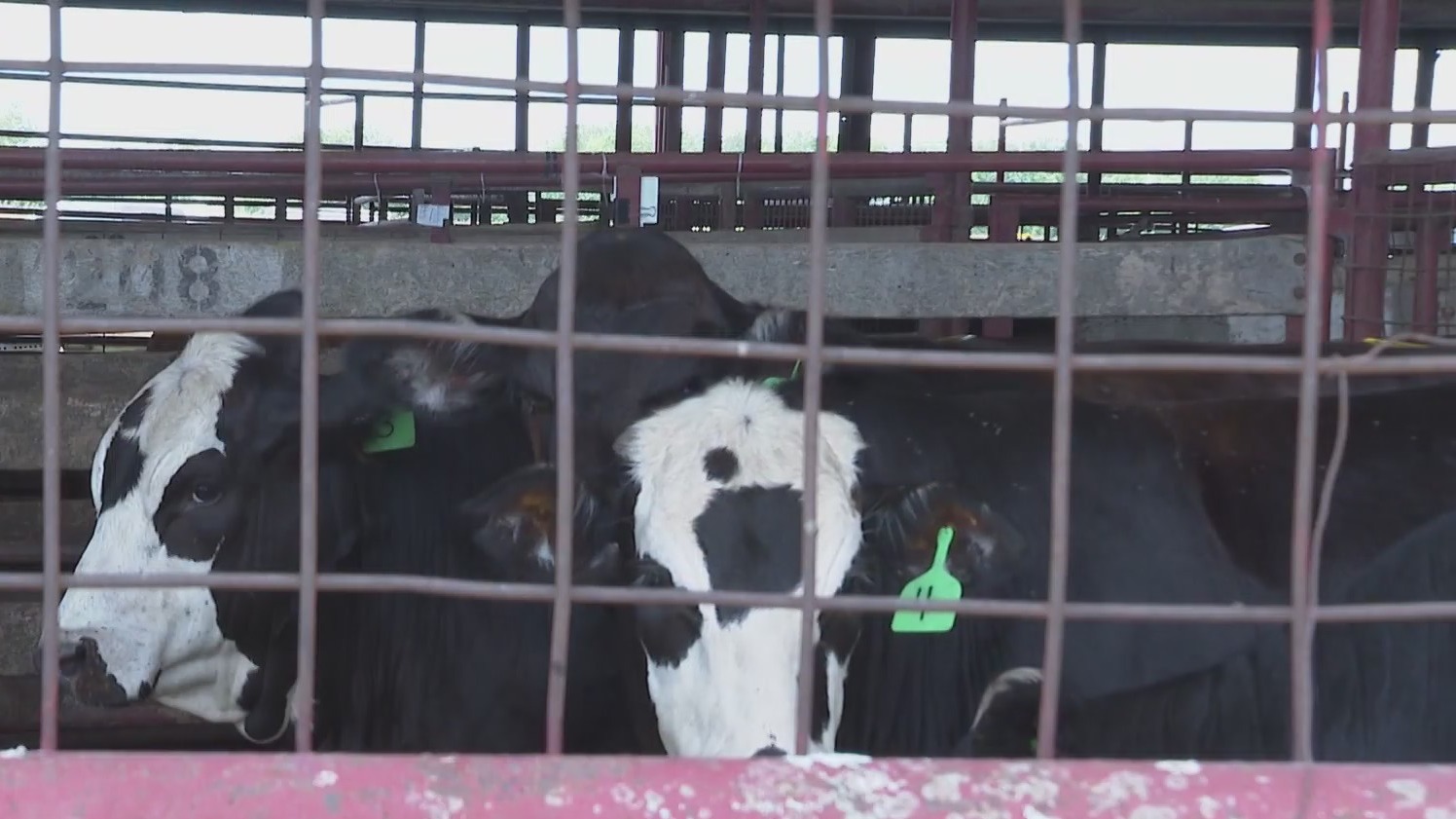 New screwworm cases raise concern for Texas cattle, beef prices