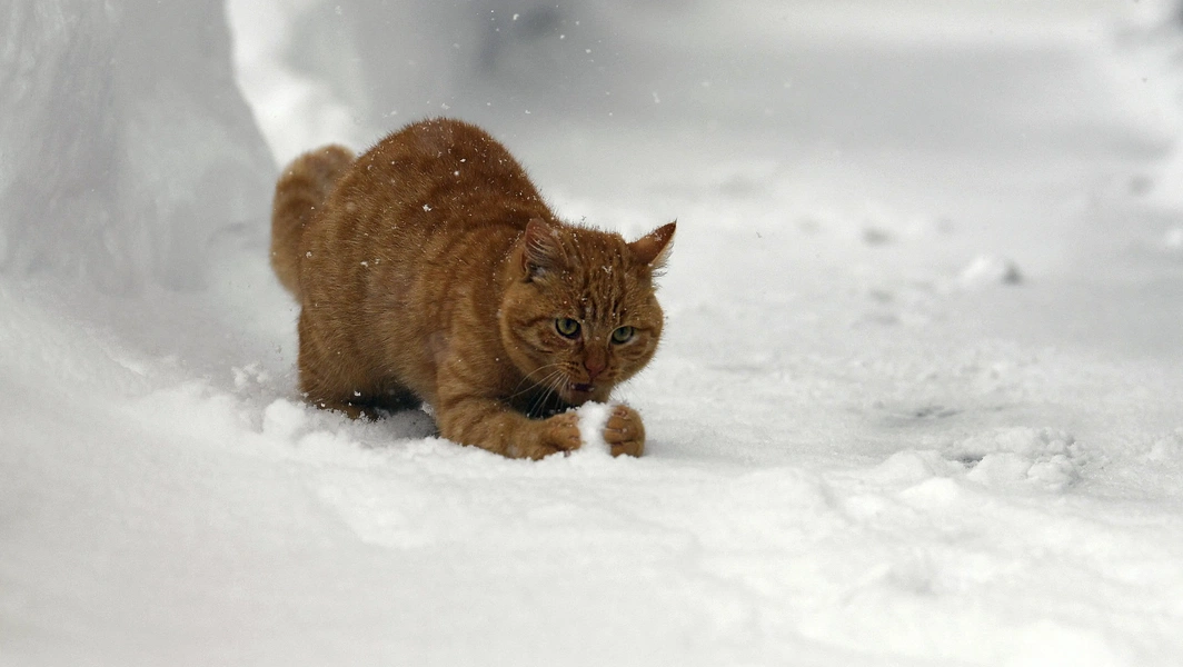 Siberian cats thriving in winter snow
