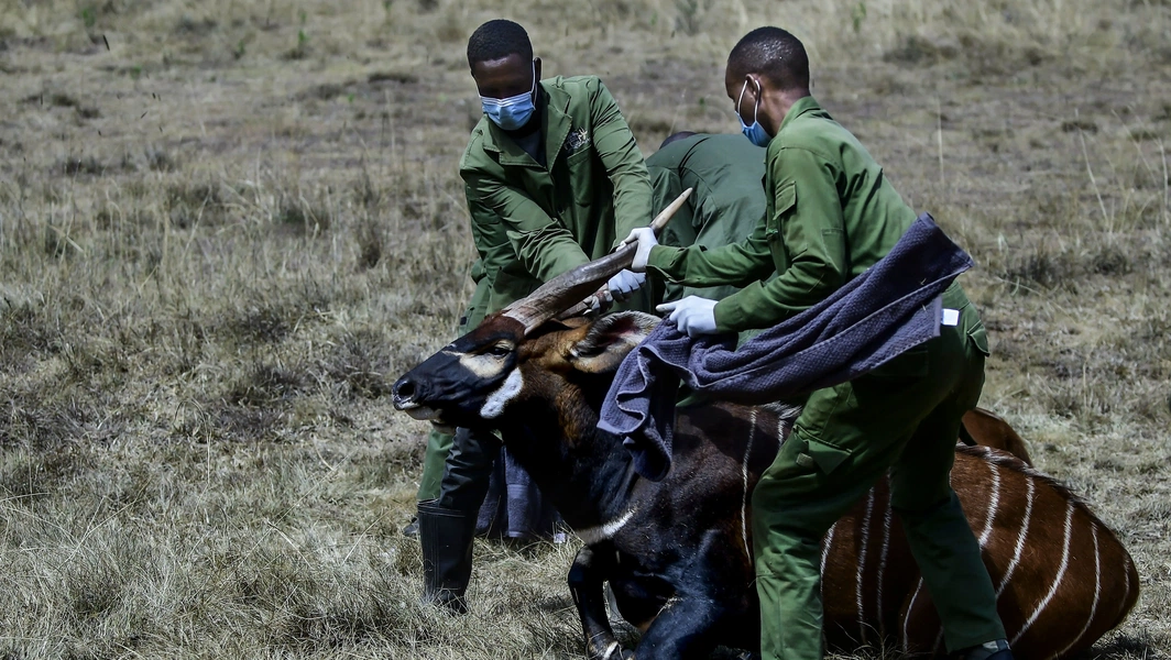 Rare mountain bongos spotted in Kenya forest after years unseen