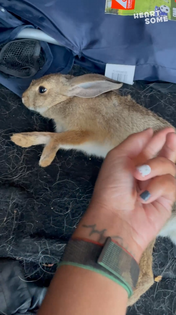 Woman Carefully Rescues Bunny Trapped In Fence Emotional Animal Save