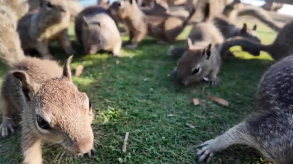 City leaders urge people to stop feeding Santa Monica squirrels due to ...