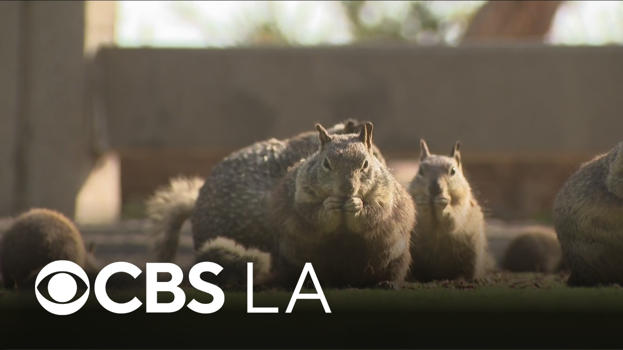 Wildlife experts warn public to stop feeding Santa Monica squirrels