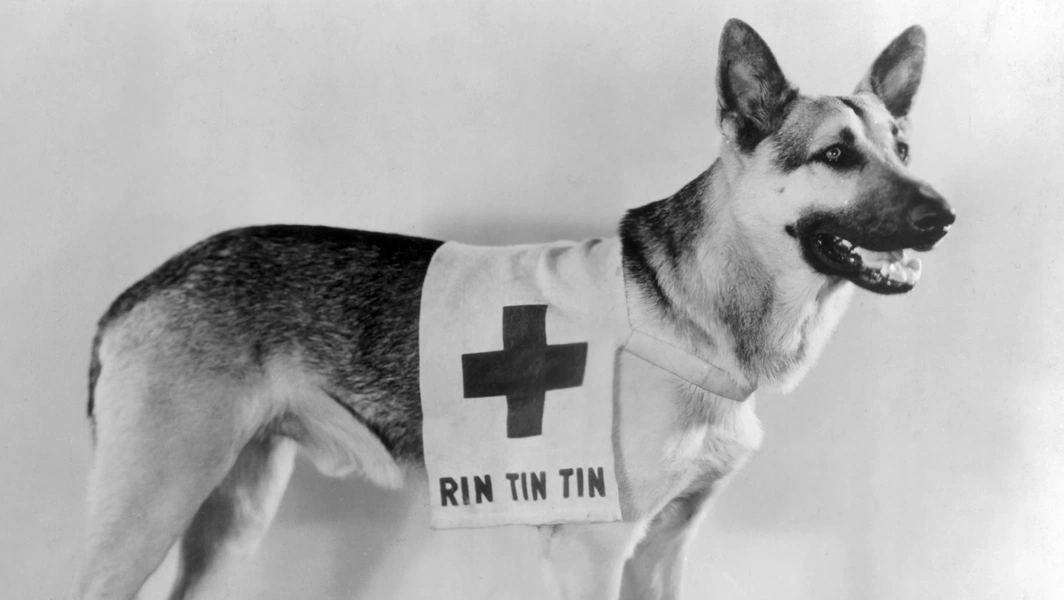 13 movie dogs who stole the spotlight