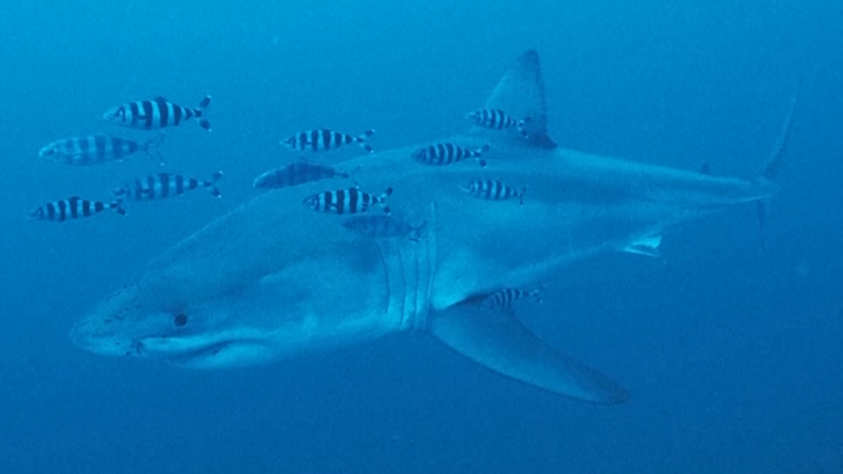 You're more likely to win the lotto: Divers' astonishing shark encounter