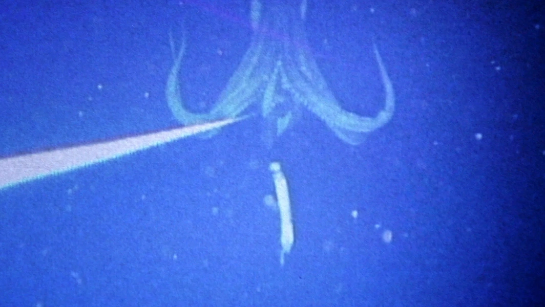 7 astonishing deep-sea species discoveries