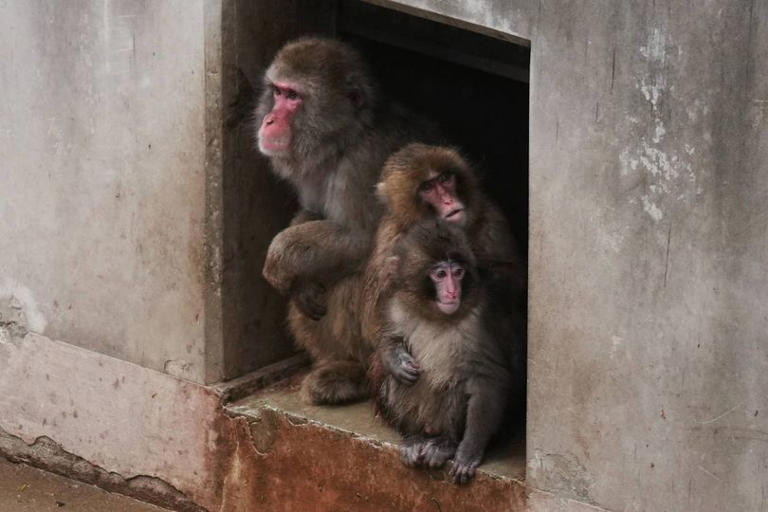 Horror as boy, 7, killed by vicious pet monkey after suffering ...