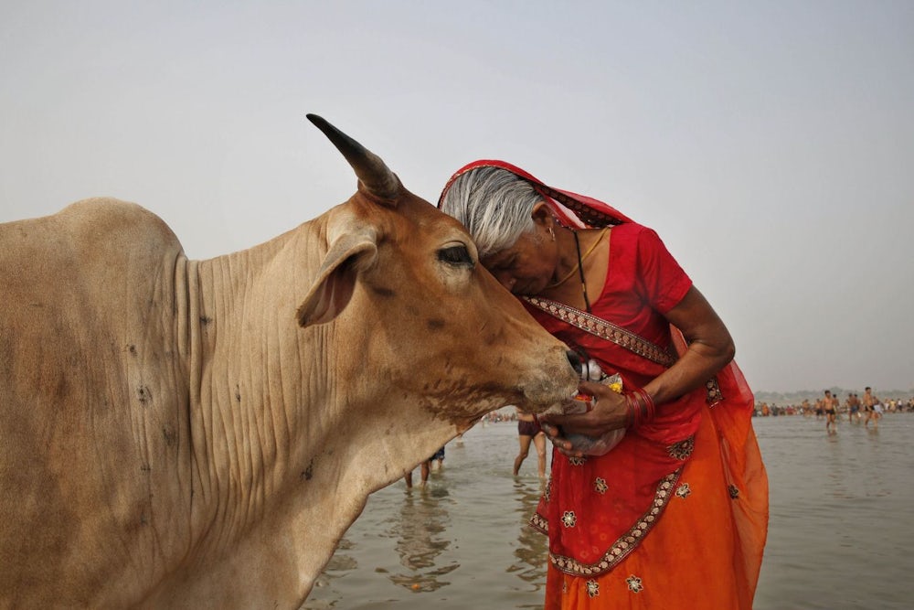 Indiens Nationaltier: Soll die Kuh den Tiger ablösen?