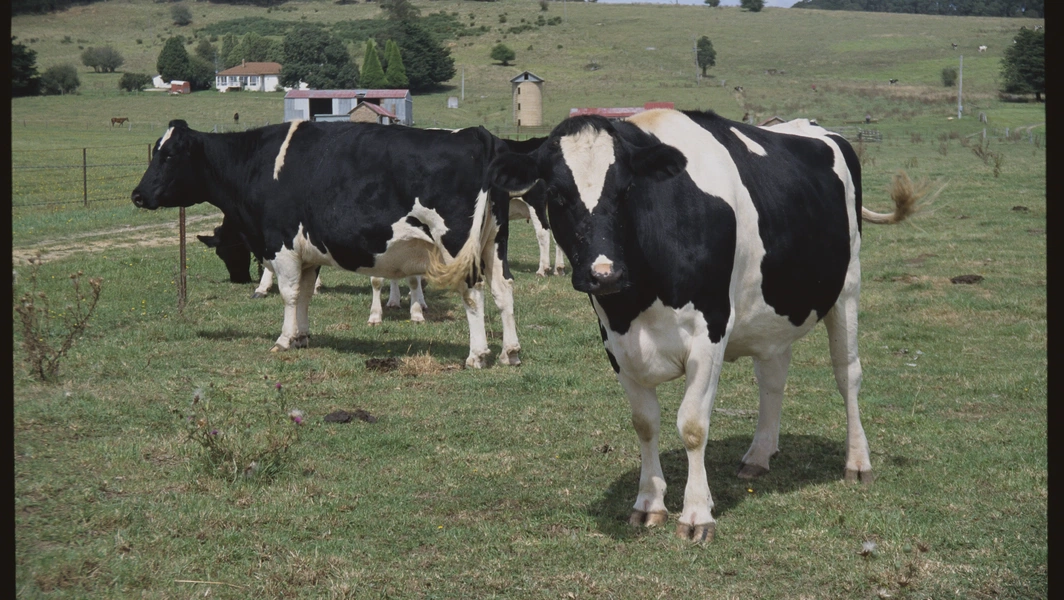 Salem Sue: North Dakota’s giant Holstein landmark