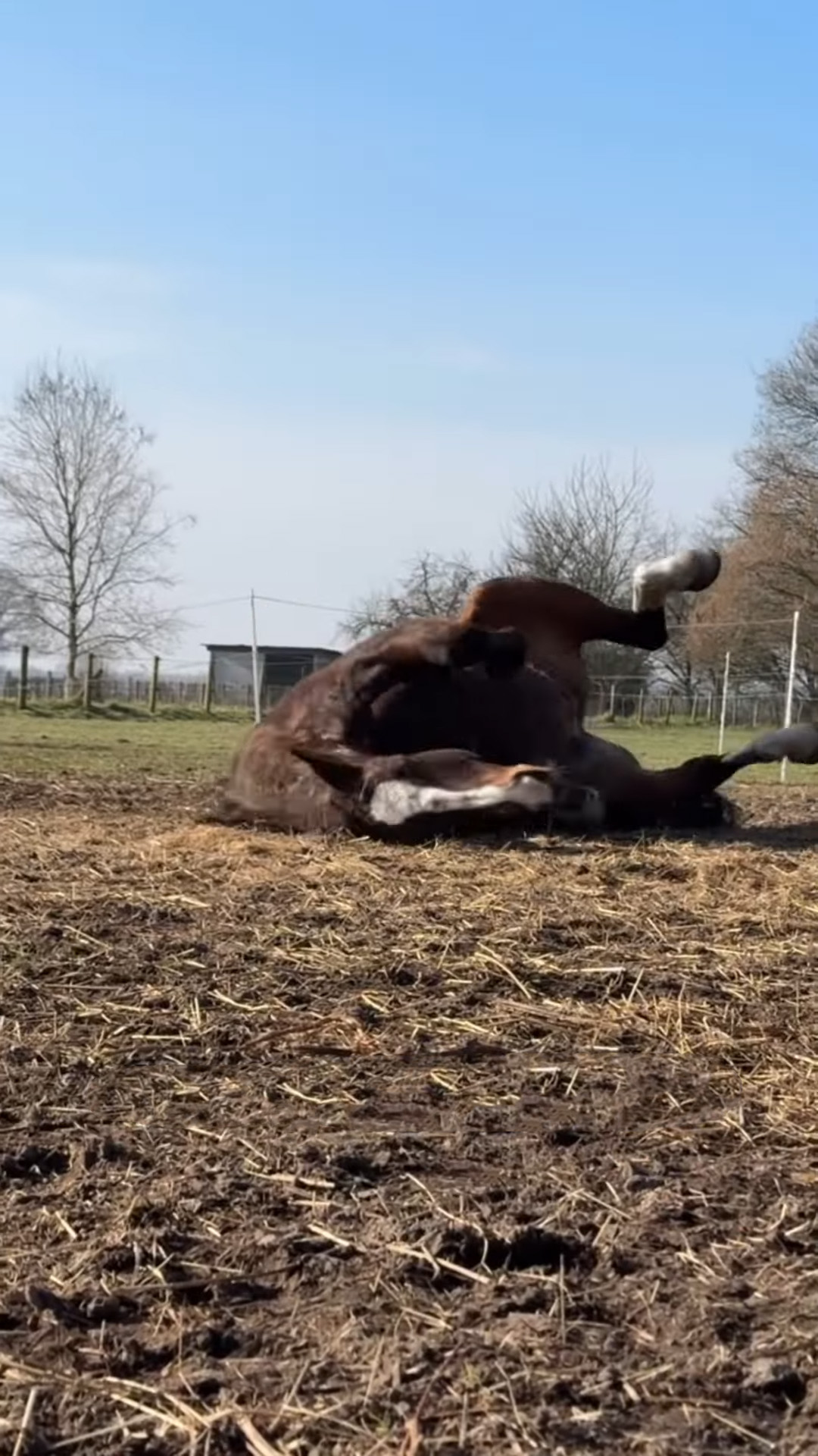 Zo grappig slaapt dit paard heerlijk in het zachte gras
