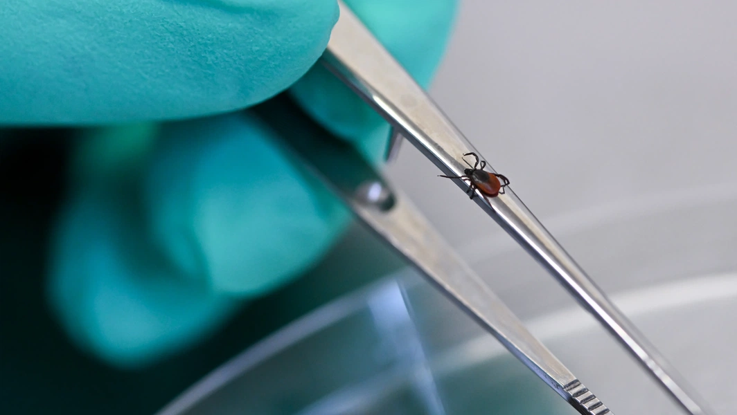 How animal-borne diseases spread to humans