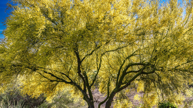 Arizona gardeners love this unique tree for creating a more shaded backyard