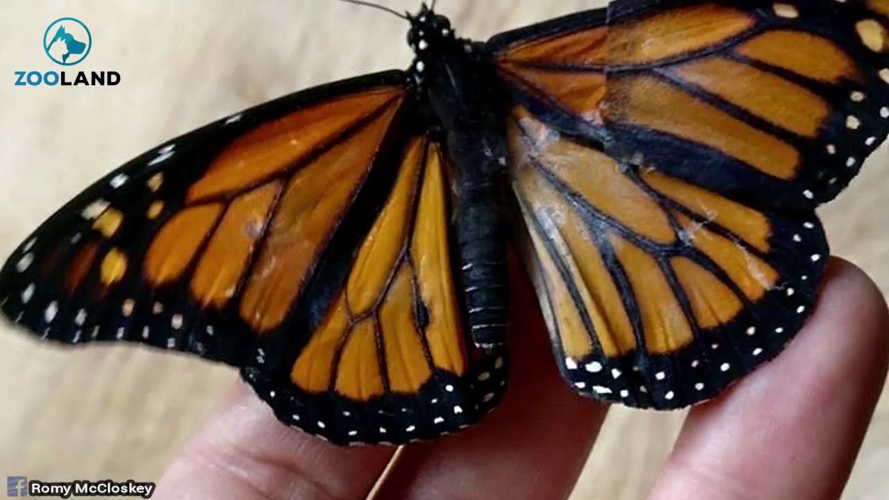 She fixed a butterfly’s wing and couldn’t believe the result