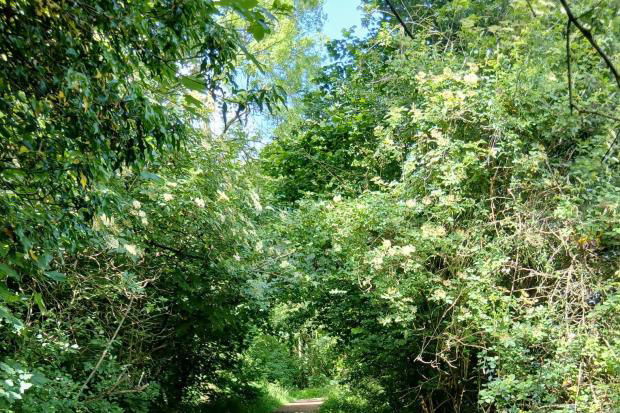 Recreation ground closed after tree found with large broken branch