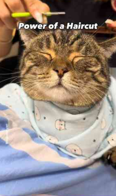 Cat gets a new haircut and instantly regrets it