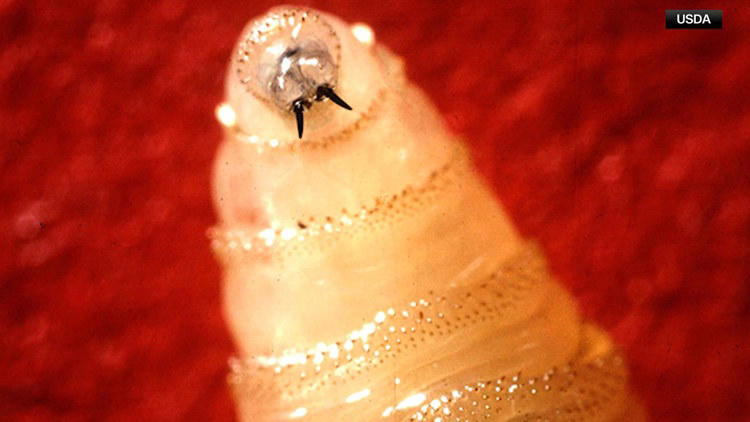 Updated screwworm map: Where have they been found in Texas?
