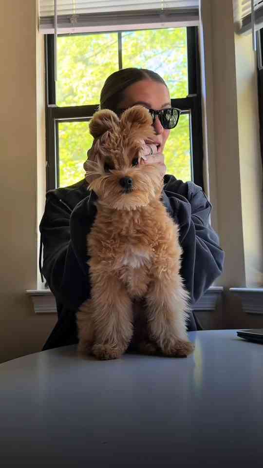 Barney the cute Pomapoo steals the spotlight with playful antics