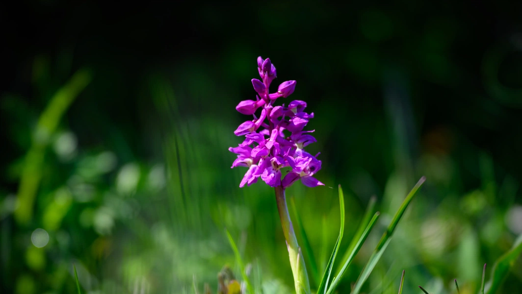 Orchid care tips for endless blooms