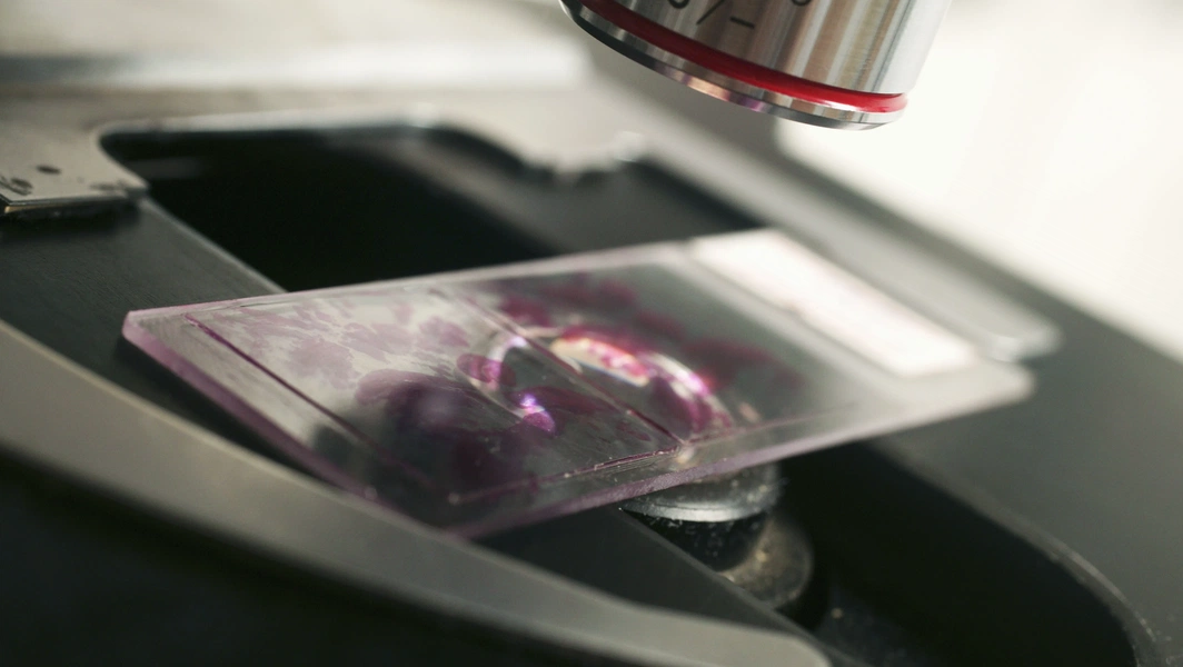 Scientists revise human cell count to 30–37 trillion