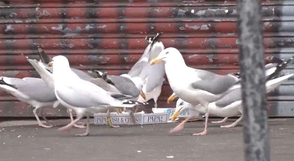 Taxpayers to foot £120k bill to solve seagull scavenging, fouling ...