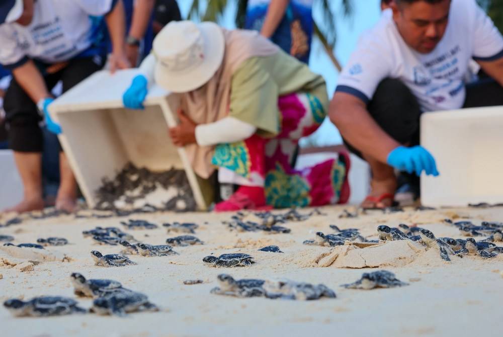 Over 757,000 baby turtles released in Terengganu as conservation ...