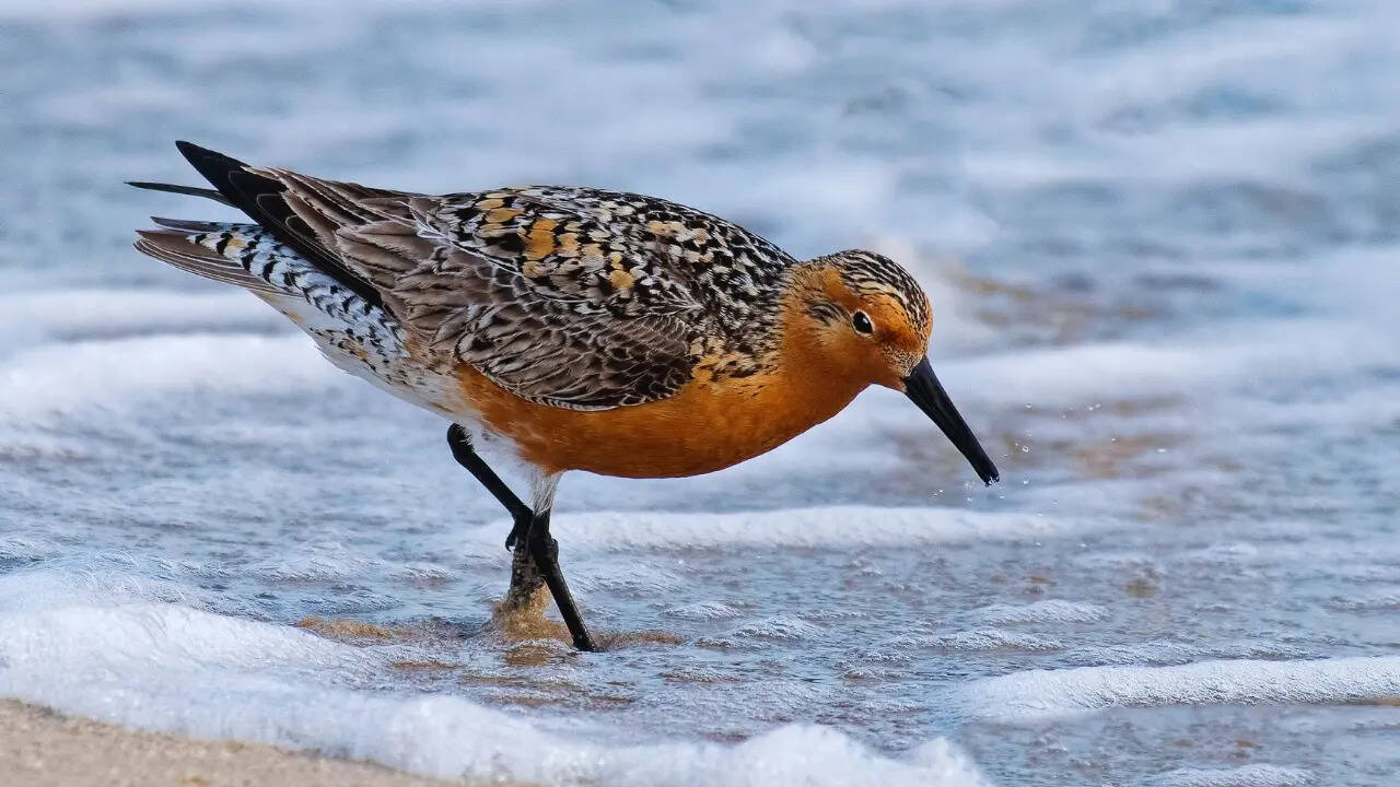 7 unbelievable bird migrations around the world that travellers need to ...